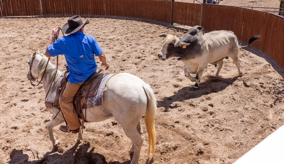 Cowboy Days - New Mexico Farm & Ranch Heritage Museum